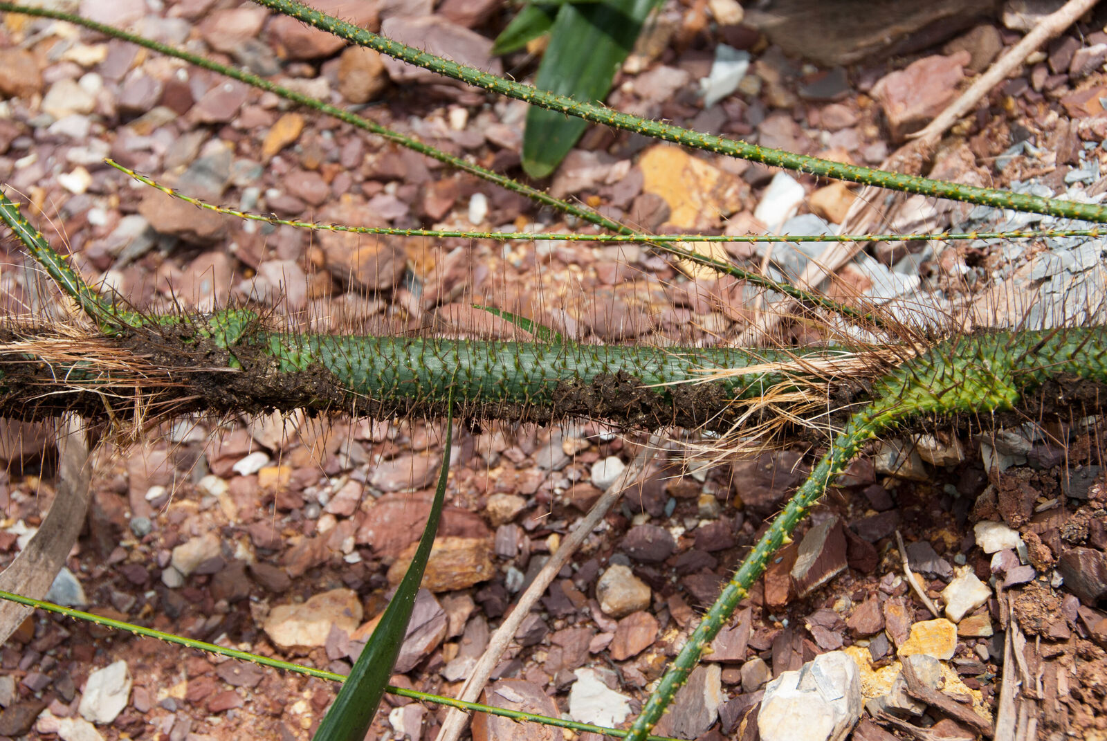 Calamus superciliatus W.J.Baker & J.Dransf. | Plants of the World ...