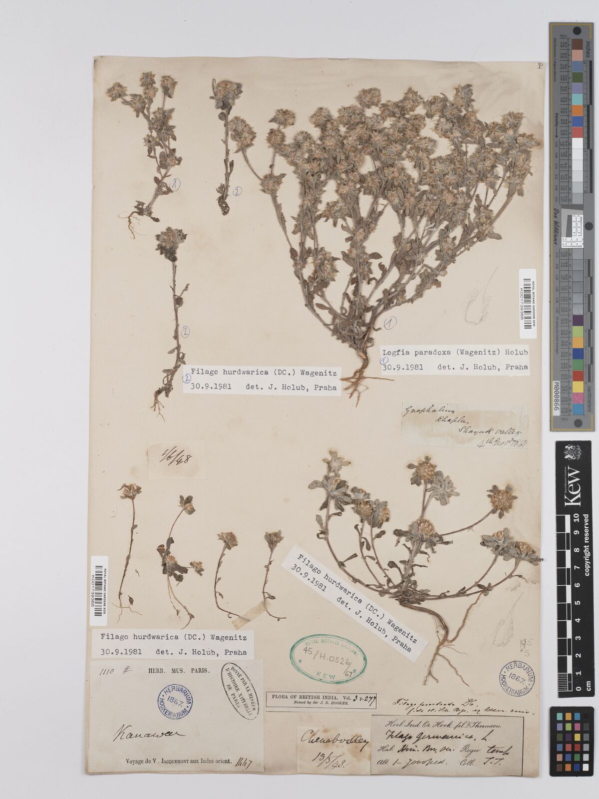Filago paradoxa Wagenitz | Plants of the World Online | Kew Science