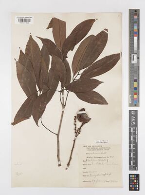 Litchi Sonn. | Plants of the World Online | Kew Science