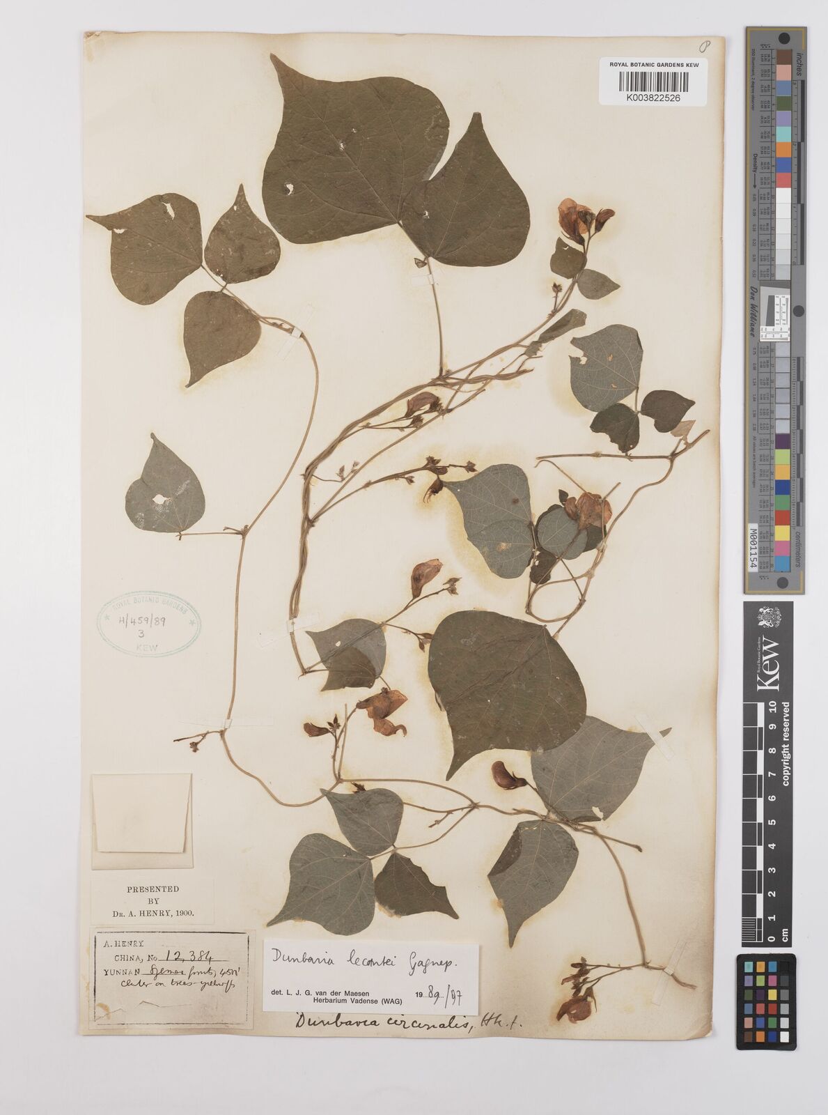 Dunbaria lecomtei Gagnep. | Plants of the World Online | Kew Science