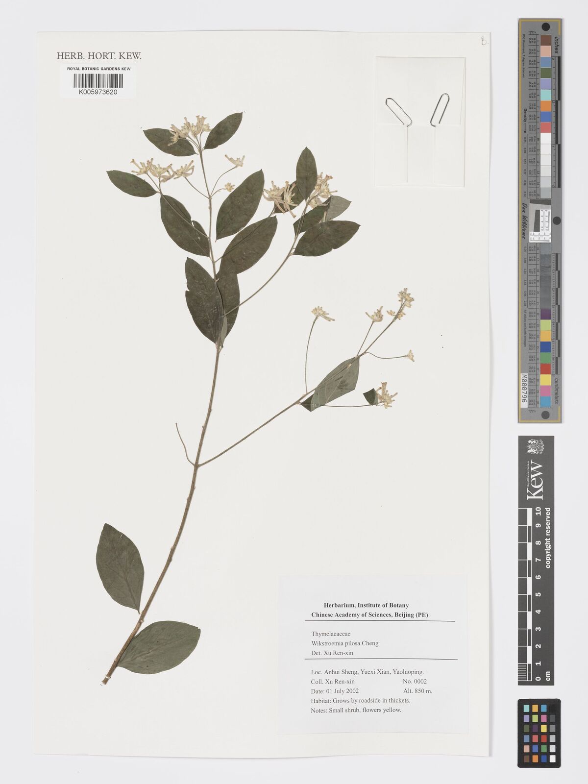 Wikstroemia pilosa W.C.Cheng | Plants of the World Online | Kew Science