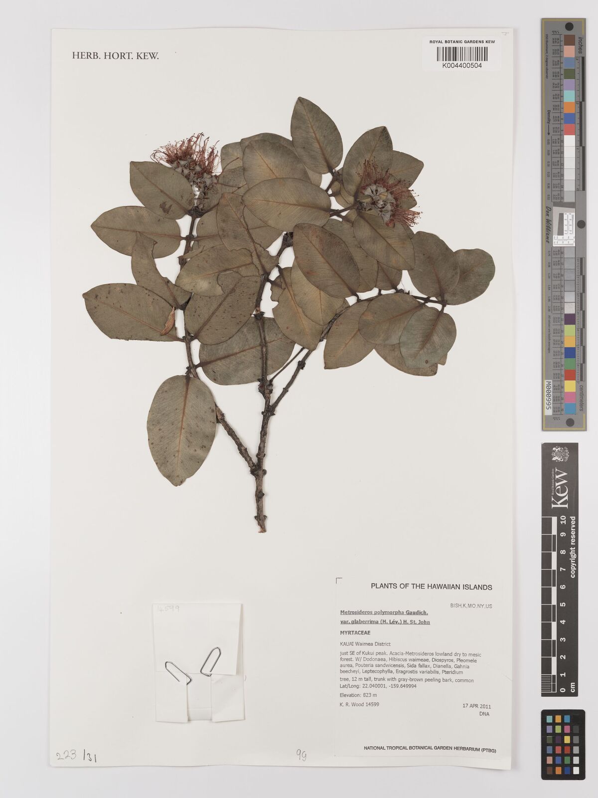 Metrosideros polymorpha var. glaberrima (H.Lév.) H.St.John | Plants of ...