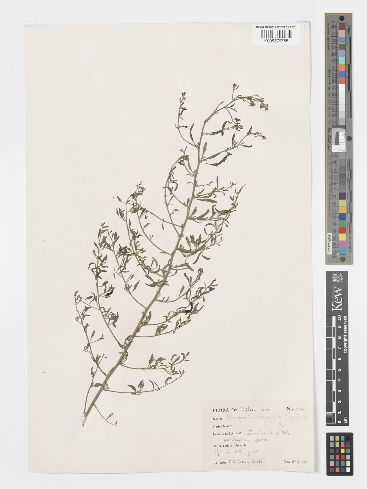 Chenopodium polygonoides (Murr) Aellen | Plants of the World Online ...