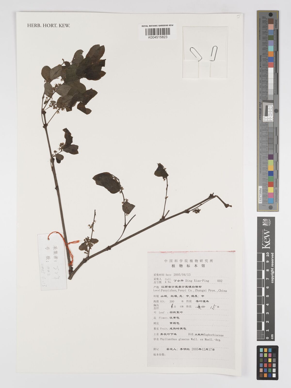 Phyllanthus glaucus Wall. ex Müll.Arg. | Plants of the World Online ...