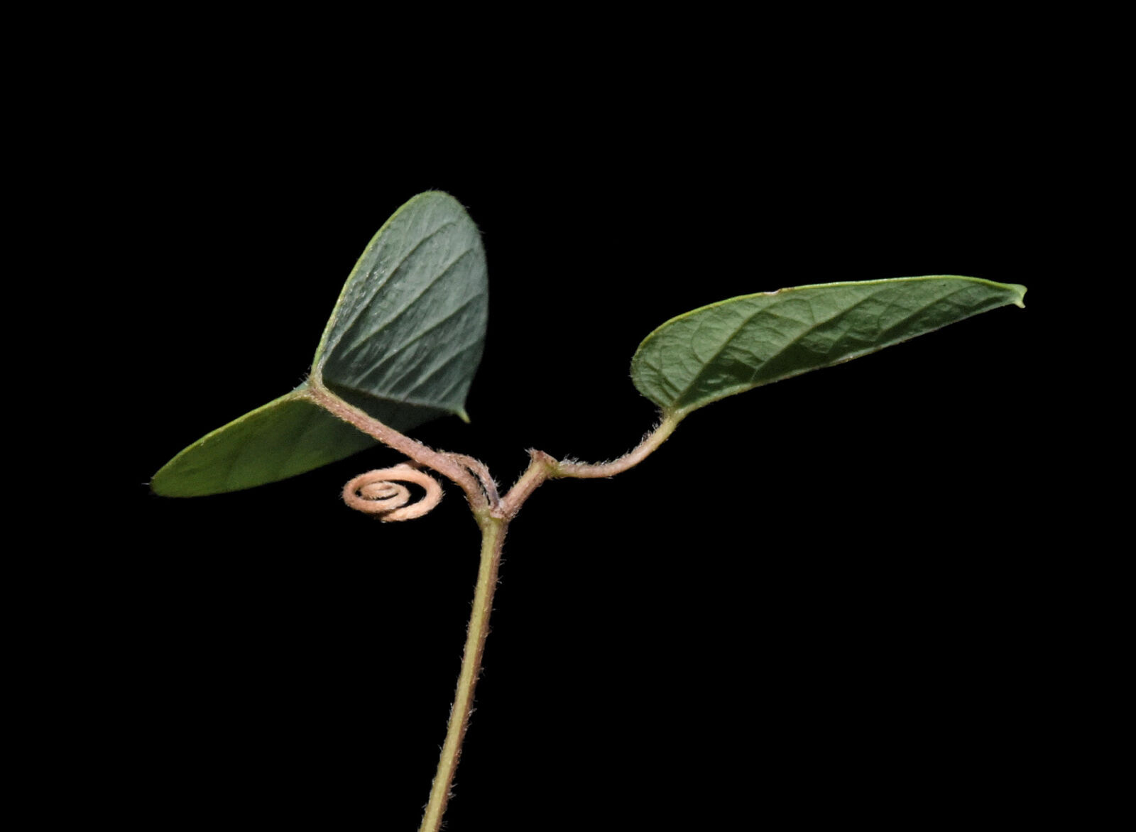 Helinus integrifolius (Lam.) Kuntze | Plants of the World Online | Kew ...