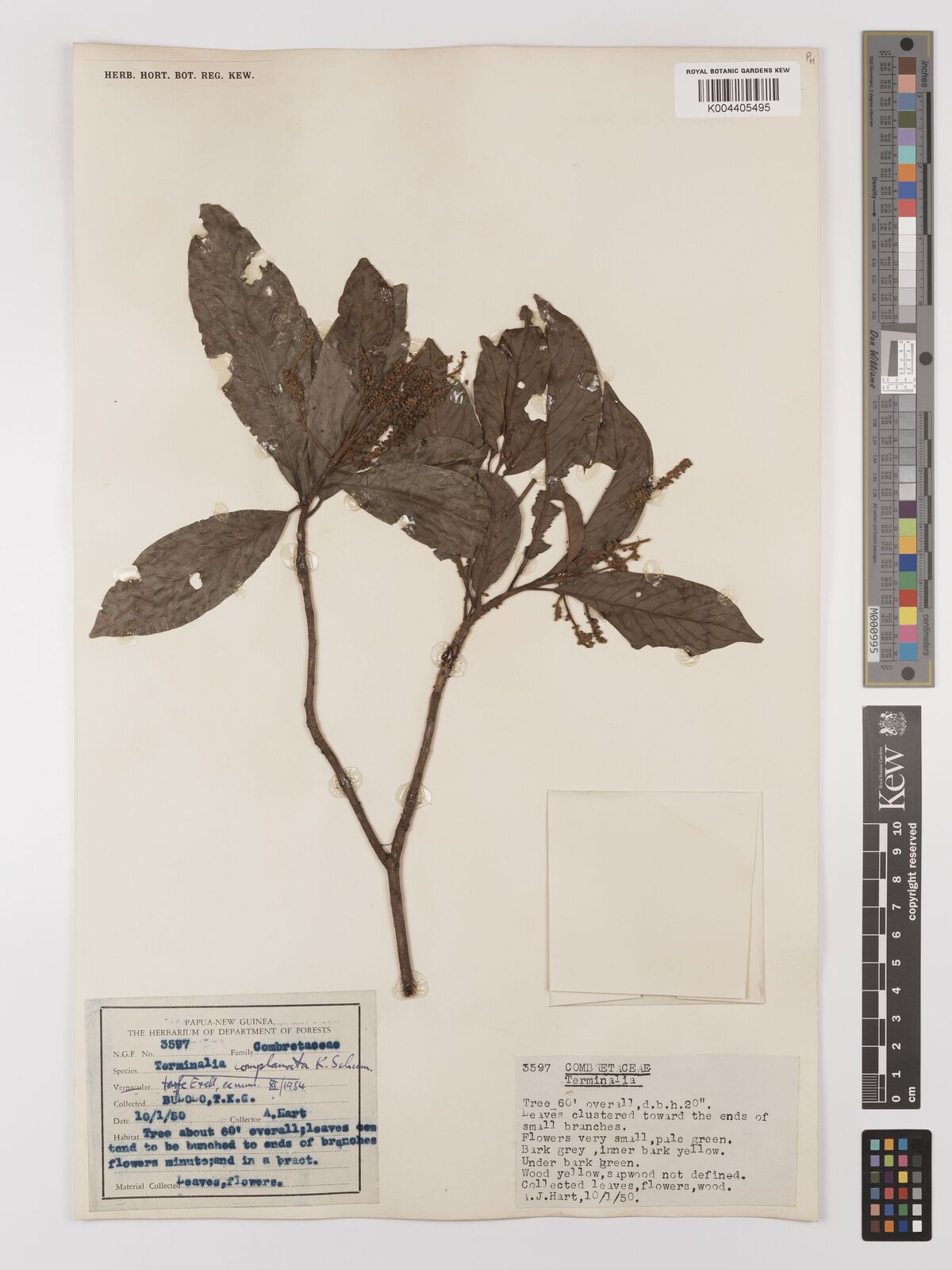 Terminalia complanata K.Schum. | Plants of the World Online | Kew Science