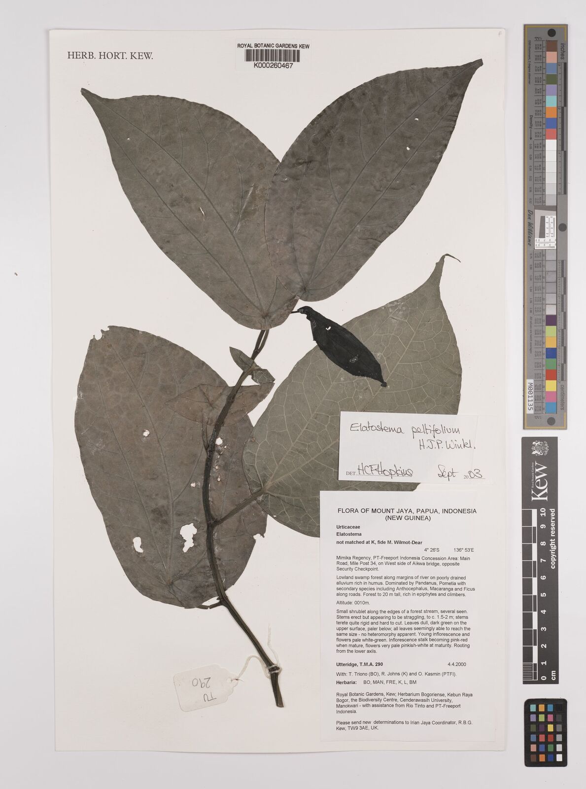 Pellionia pellucida (Raf.) Merr. | Plants of the World Online | Kew Science