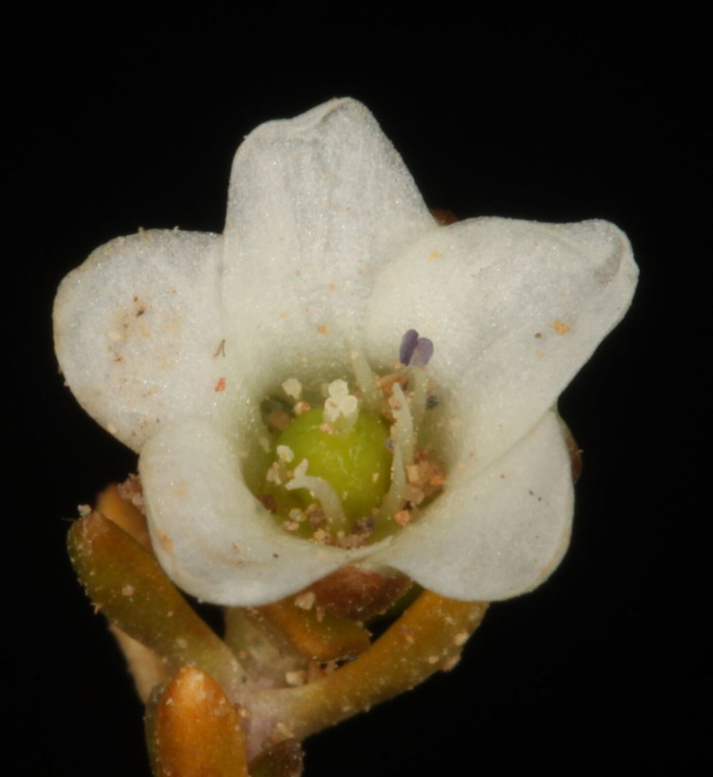 Arenaria rivularis Phil. | Plants of the World Online | Kew Science