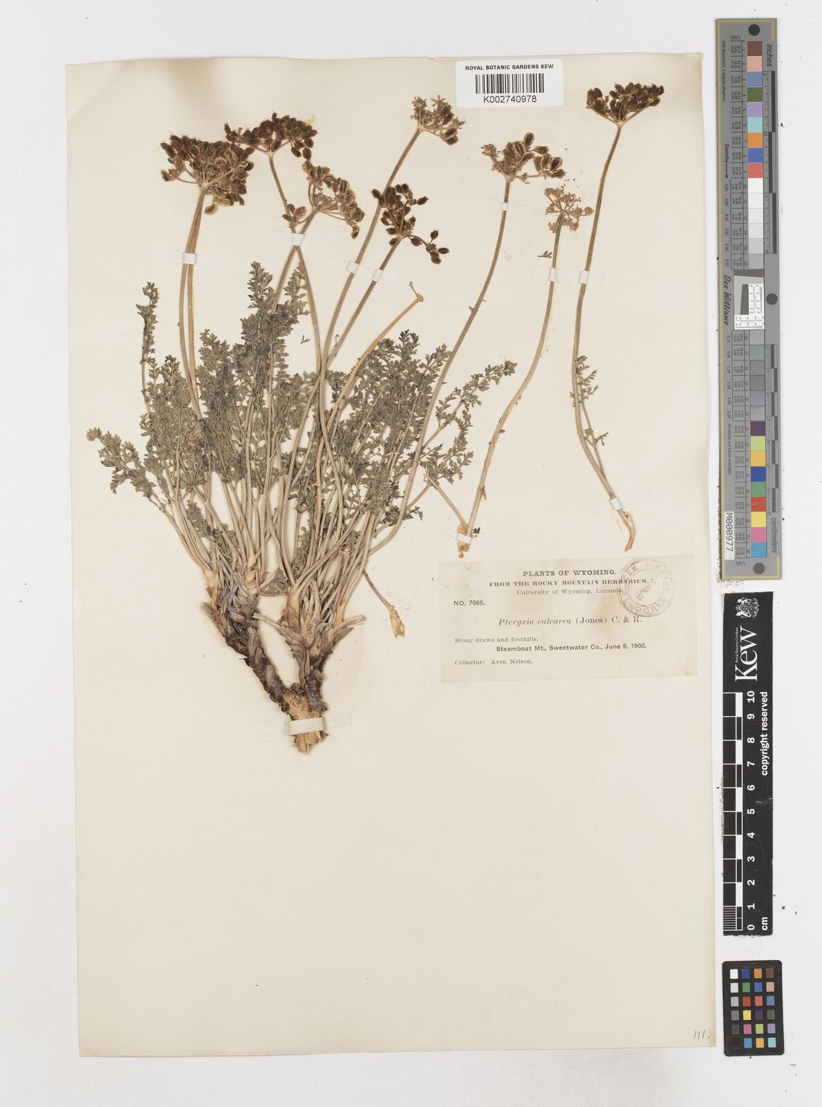 Cymopterus terebinthinus var. albiflorus (Torr. & A.Gray) M.E.Jones ...
