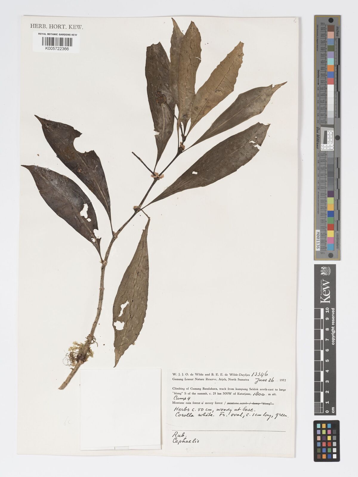 Chassalia pauciflora (Ridl.) I.M.Turner | Plants of the World Online ...