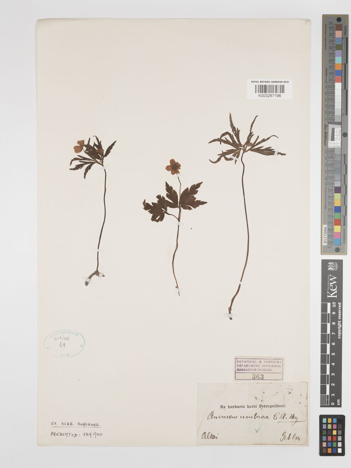 Anemone umbrosa C.A.Mey. | Plants of the World Online | Kew Science