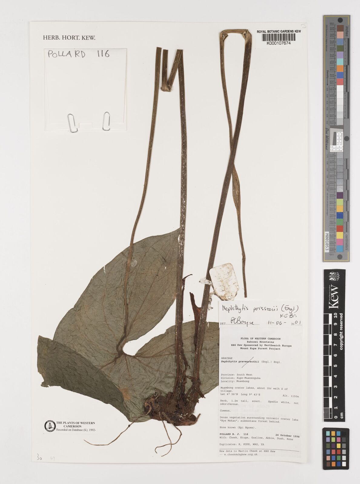 Nephthytis poissonii (Engl.) N.E.Br. | Plants of the World Online | Kew ...