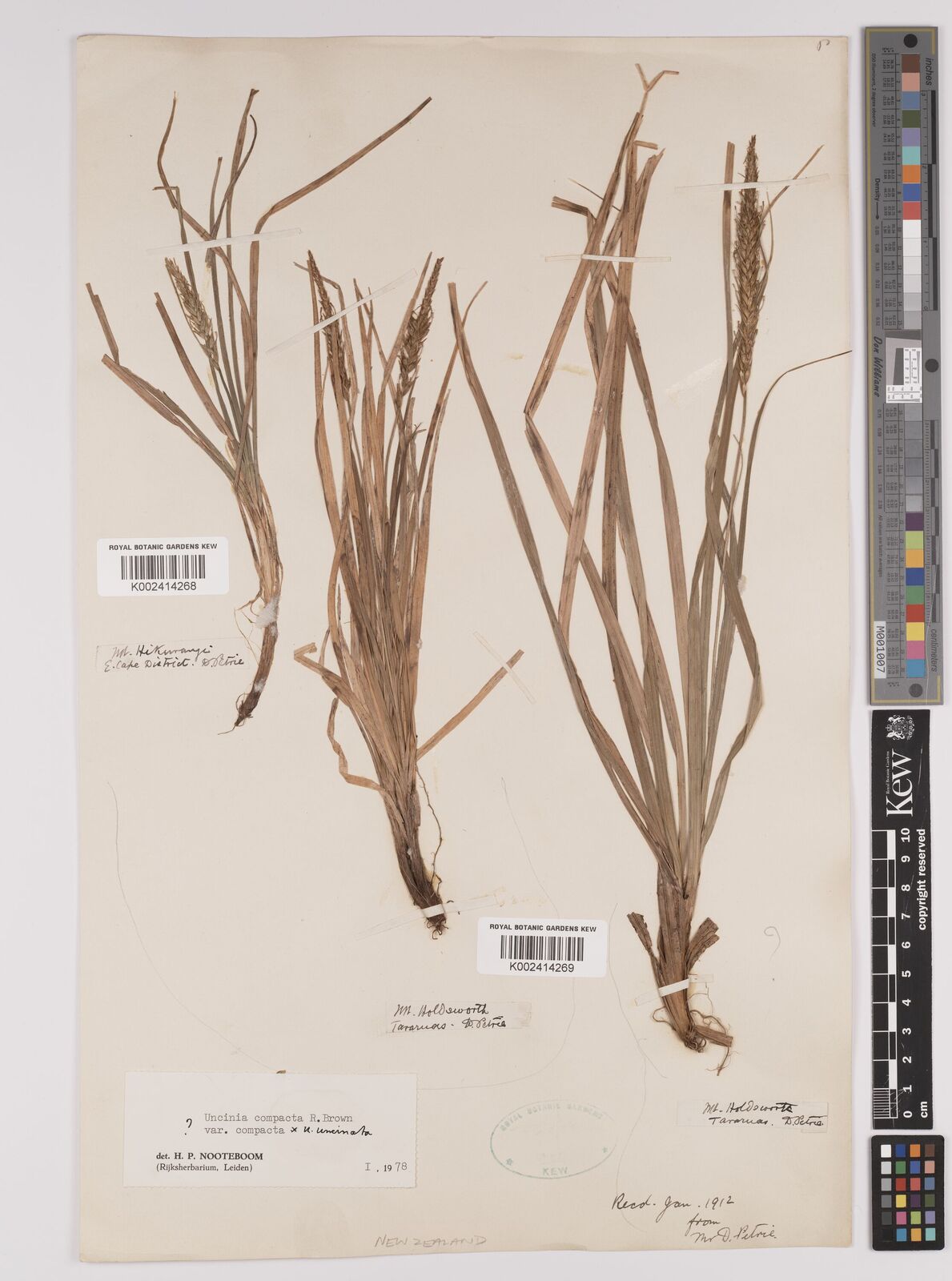 Carex zotovii (Hamlin) K.A.Ford | Plants of the World Online | Kew Science