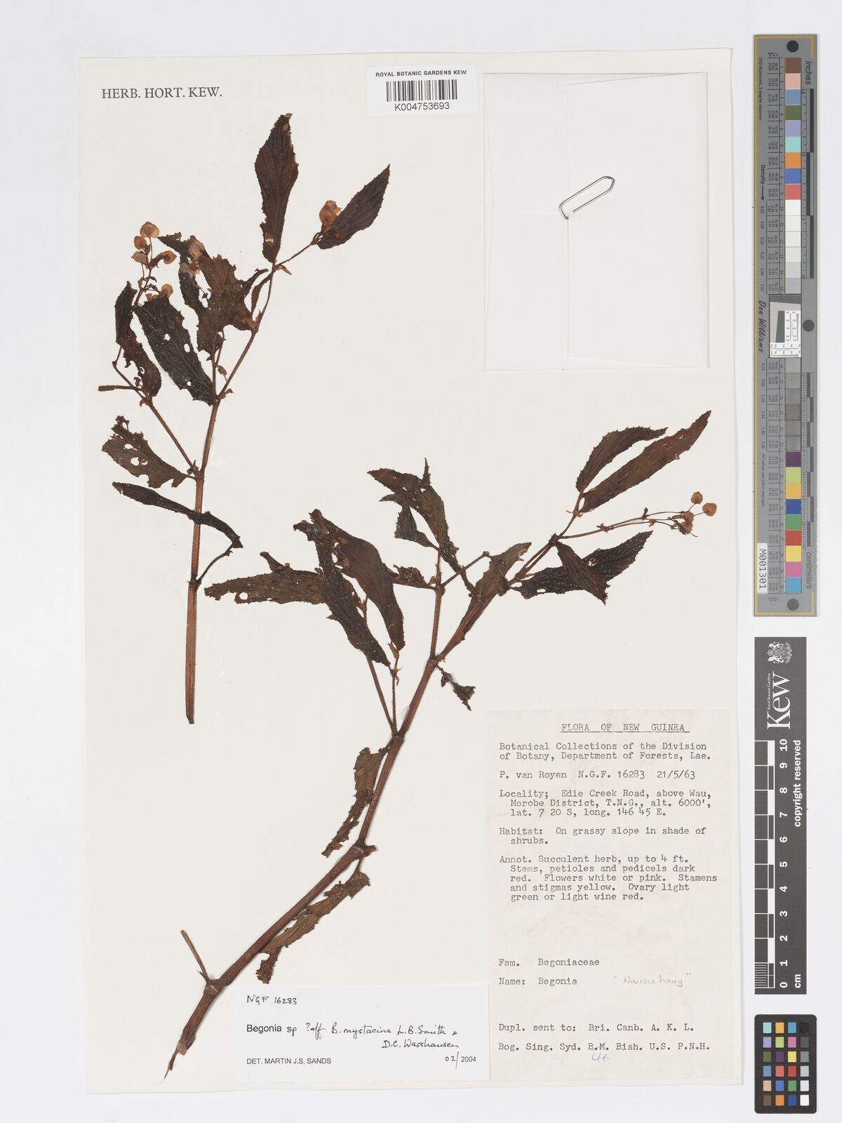 Begonia mystacina L.B.Sm. & Wassh. | Plants of the World Online | Kew ...