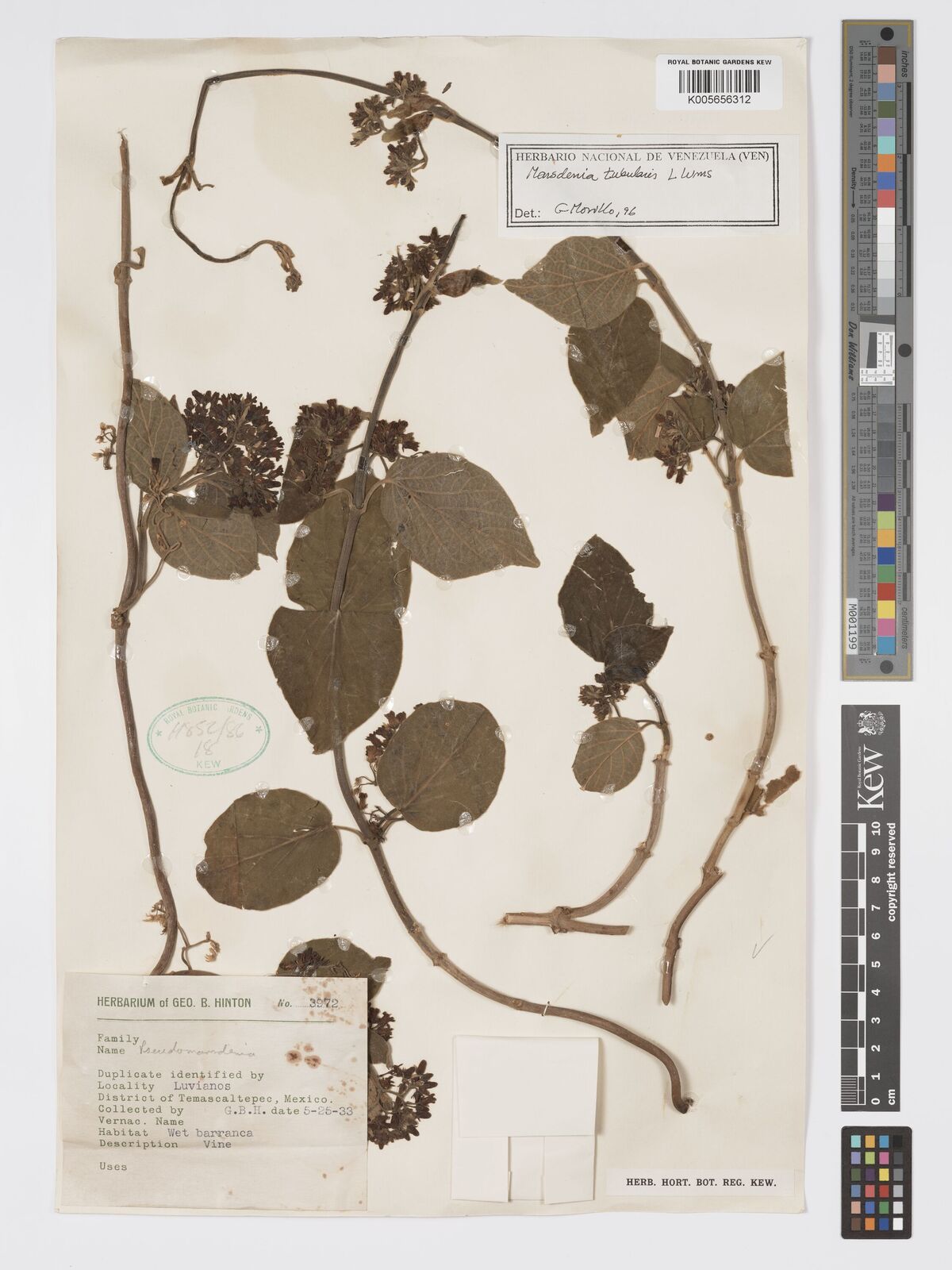 Ruehssia tubularis (L.O.Williams) L.O.Alvarado | Plants of the World ...