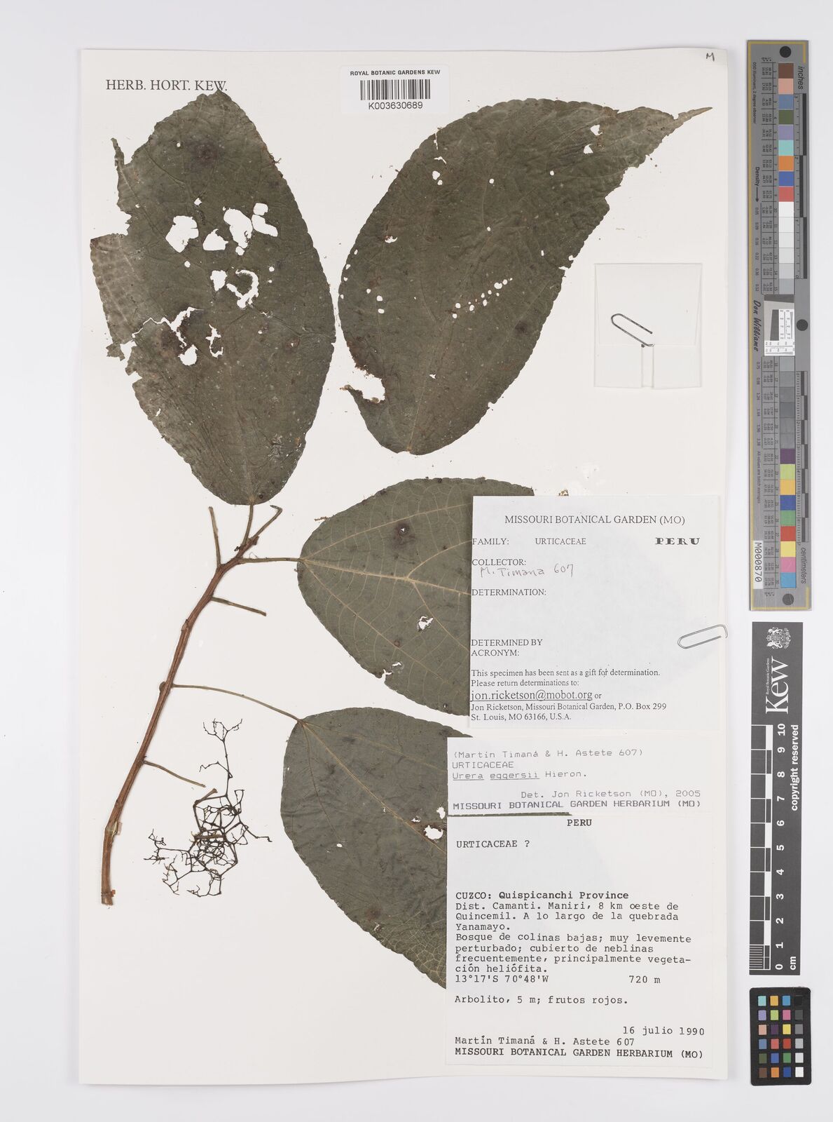 Urera simplex Wedd. | Plants of the World Online | Kew Science