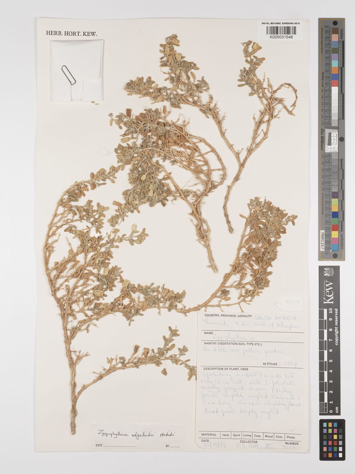 Zygophyllum propinquum subsp. migahidii (Hadidi) Jac.Thomas & Chaudhary ...