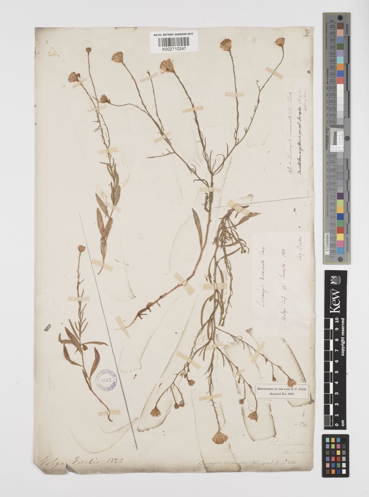 Oclemena acuminata (Michx.) Greene | Plants of the World Online | Kew ...