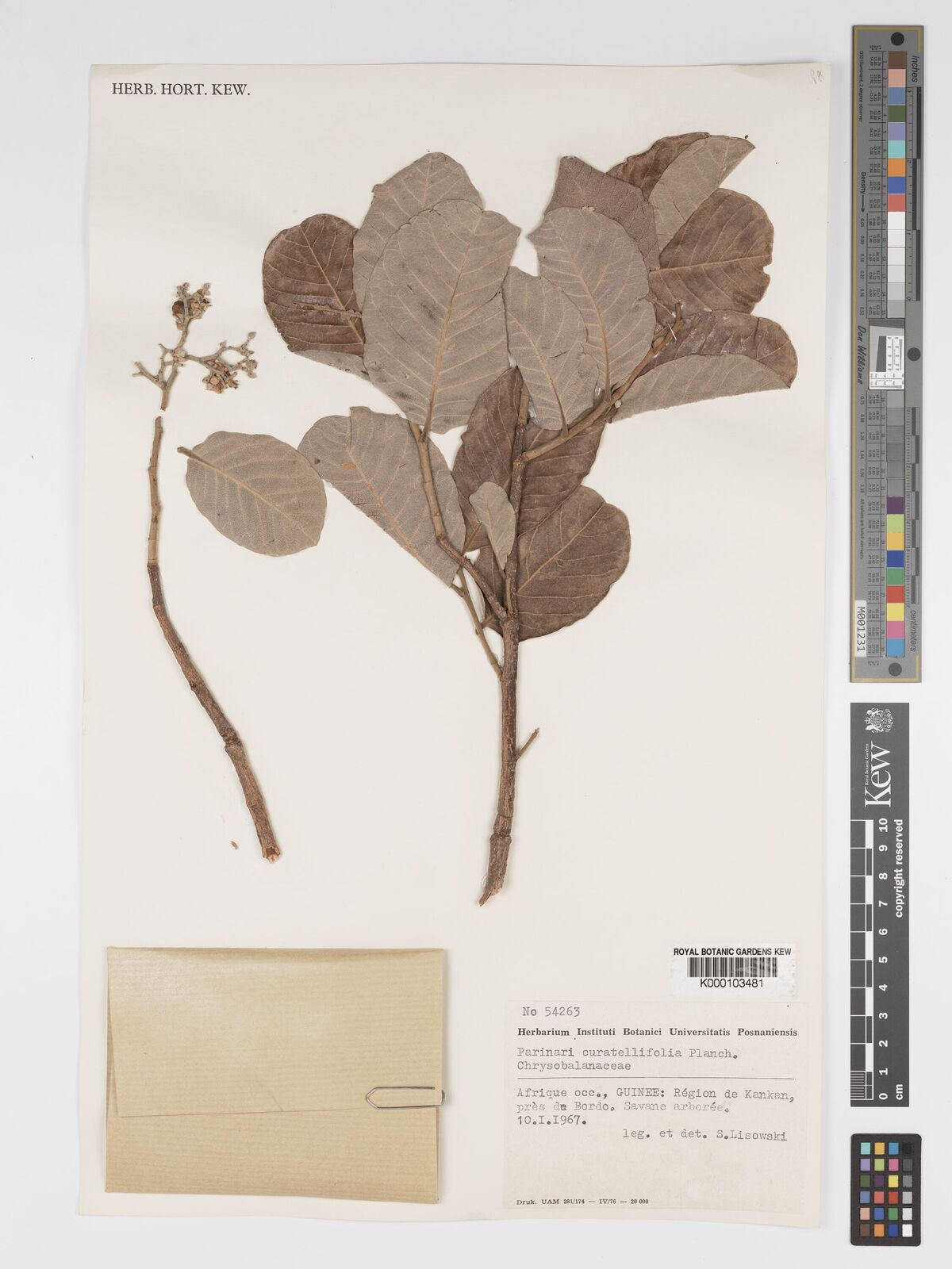 Parinari curatellifolia Planch. ex Benth. | Plants of the World Online ...