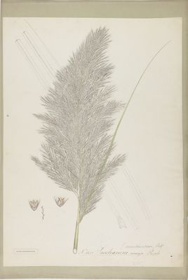 Tripidium bengalense (Retz.) H.Scholz | Plants of the World Online ...