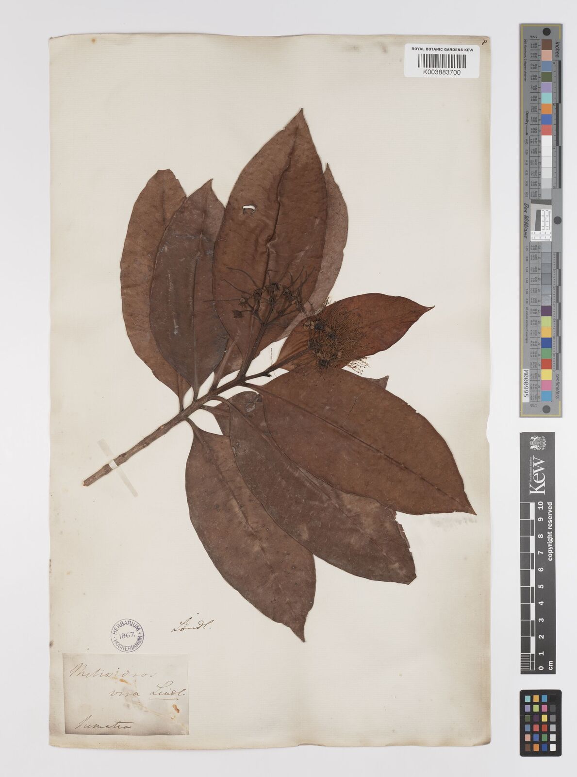 Xanthostemon verus (Roxb.) Peter G.Wilson | Plants of the World Online ...