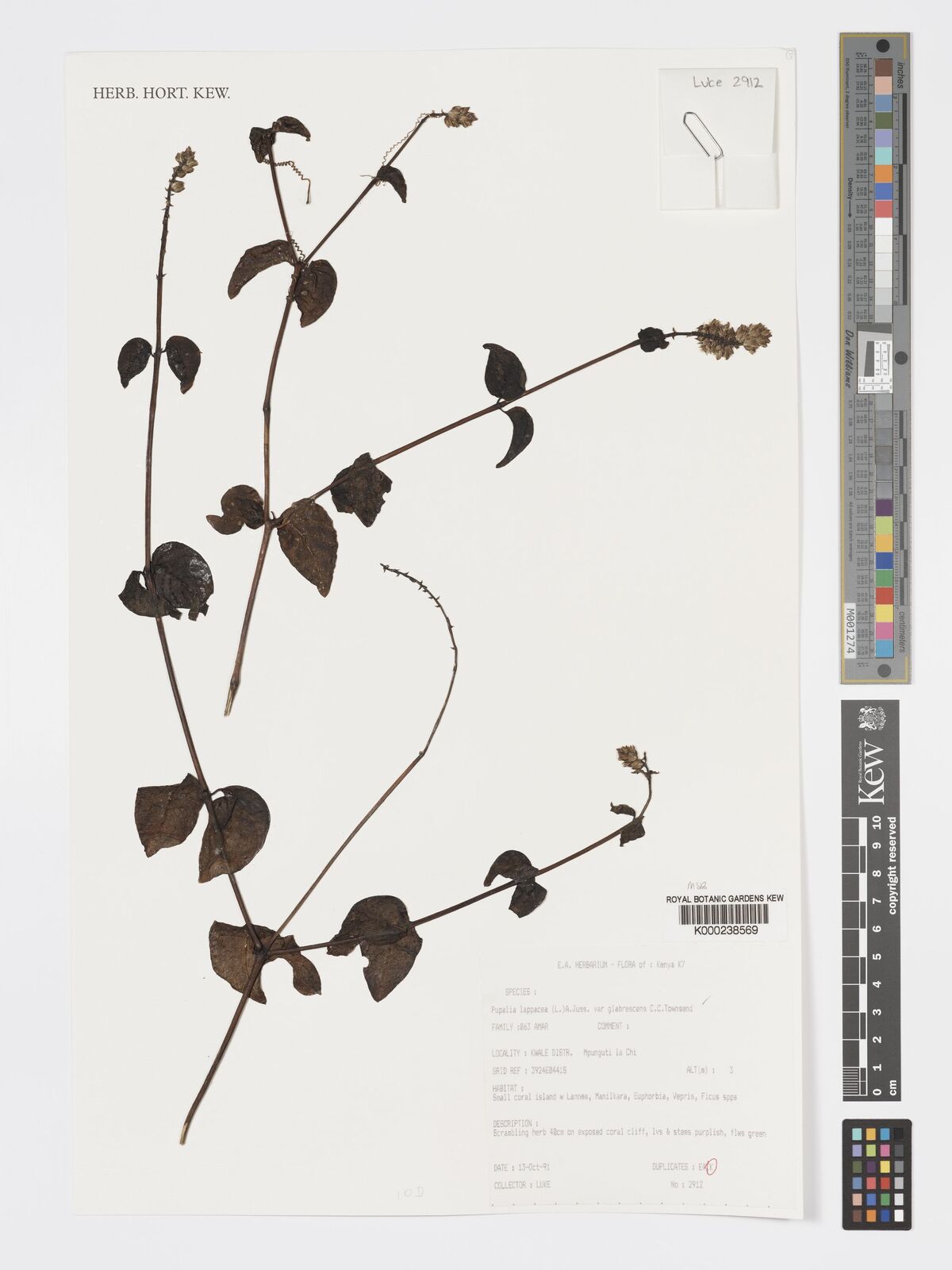 Pupalia lappacea var. glabrescens C.C.Towns. | Plants of the World ...