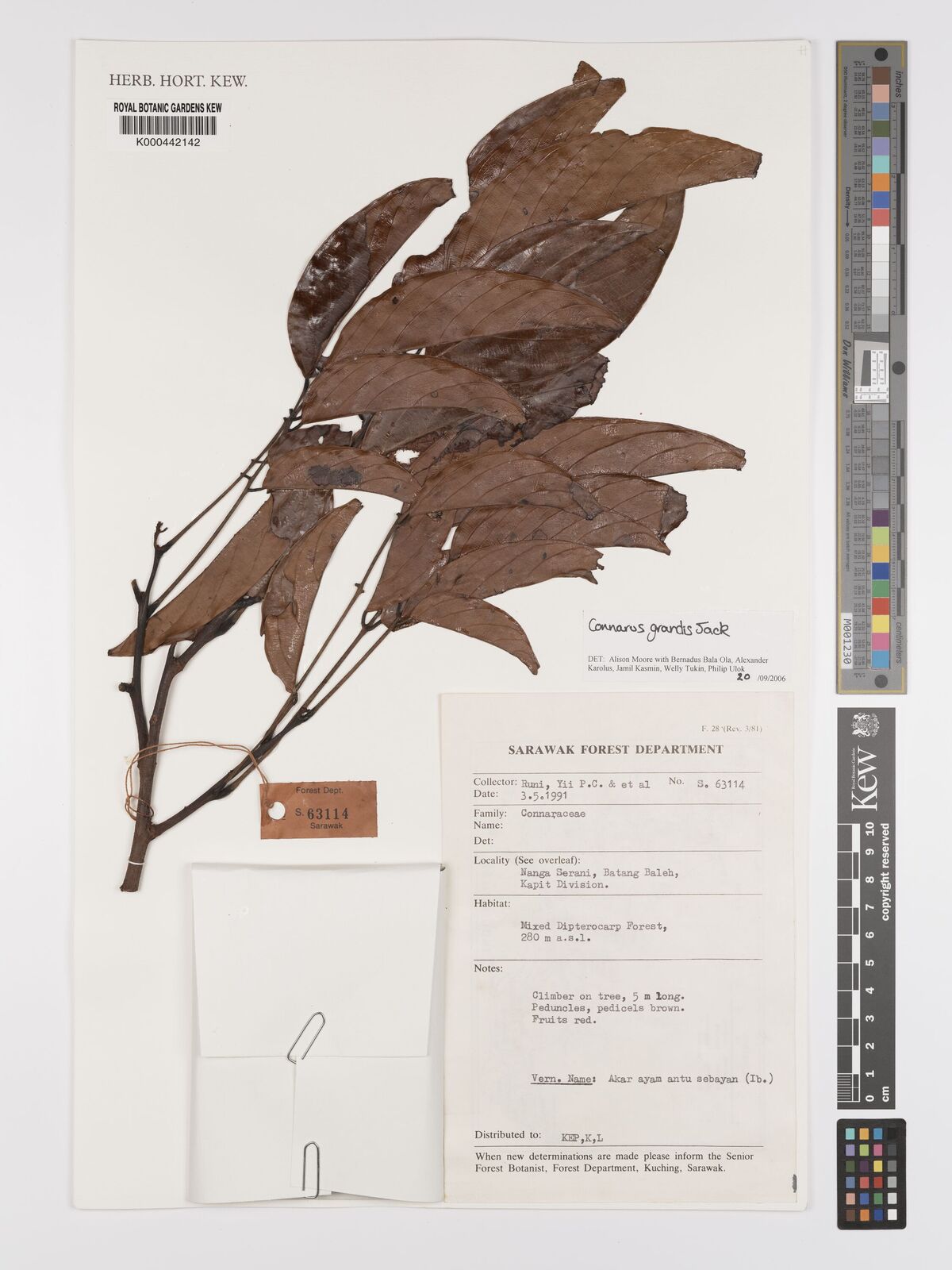 Connarus grandis Jack | Plants of the World Online | Kew Science