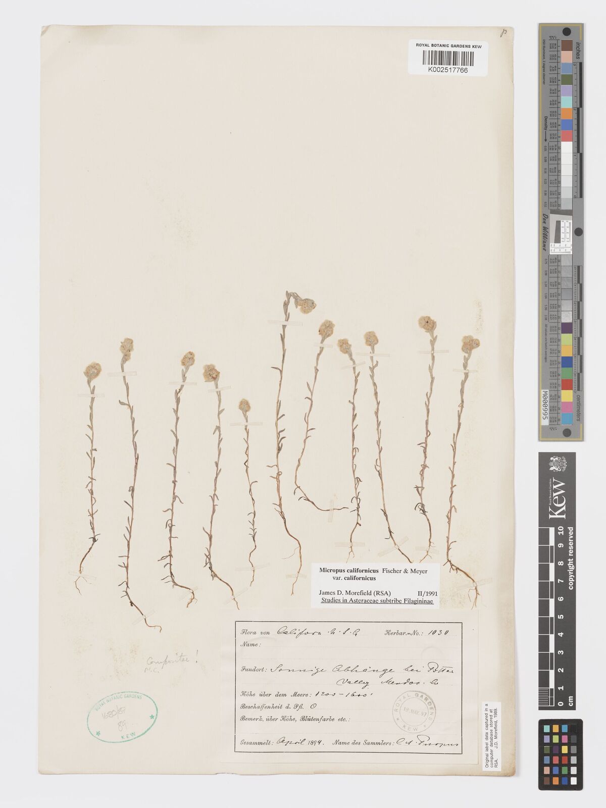 Micropus californicus var. californicus | Plants of the World Online ...