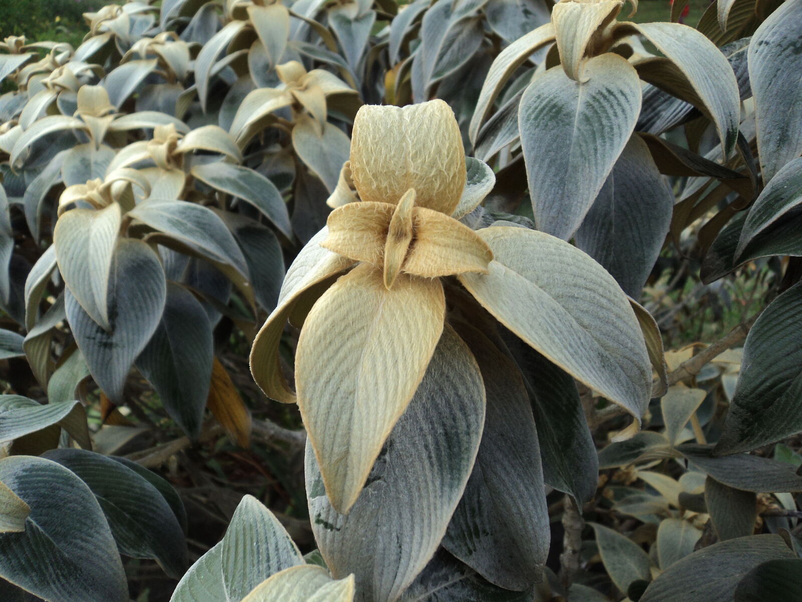 Strobilanthes lanata Nees | Plants of the World Online | Kew Science