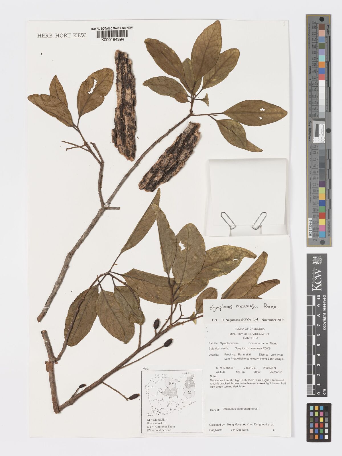 Symplocos racemosa Roxb. | Plants of the World Online | Kew Science