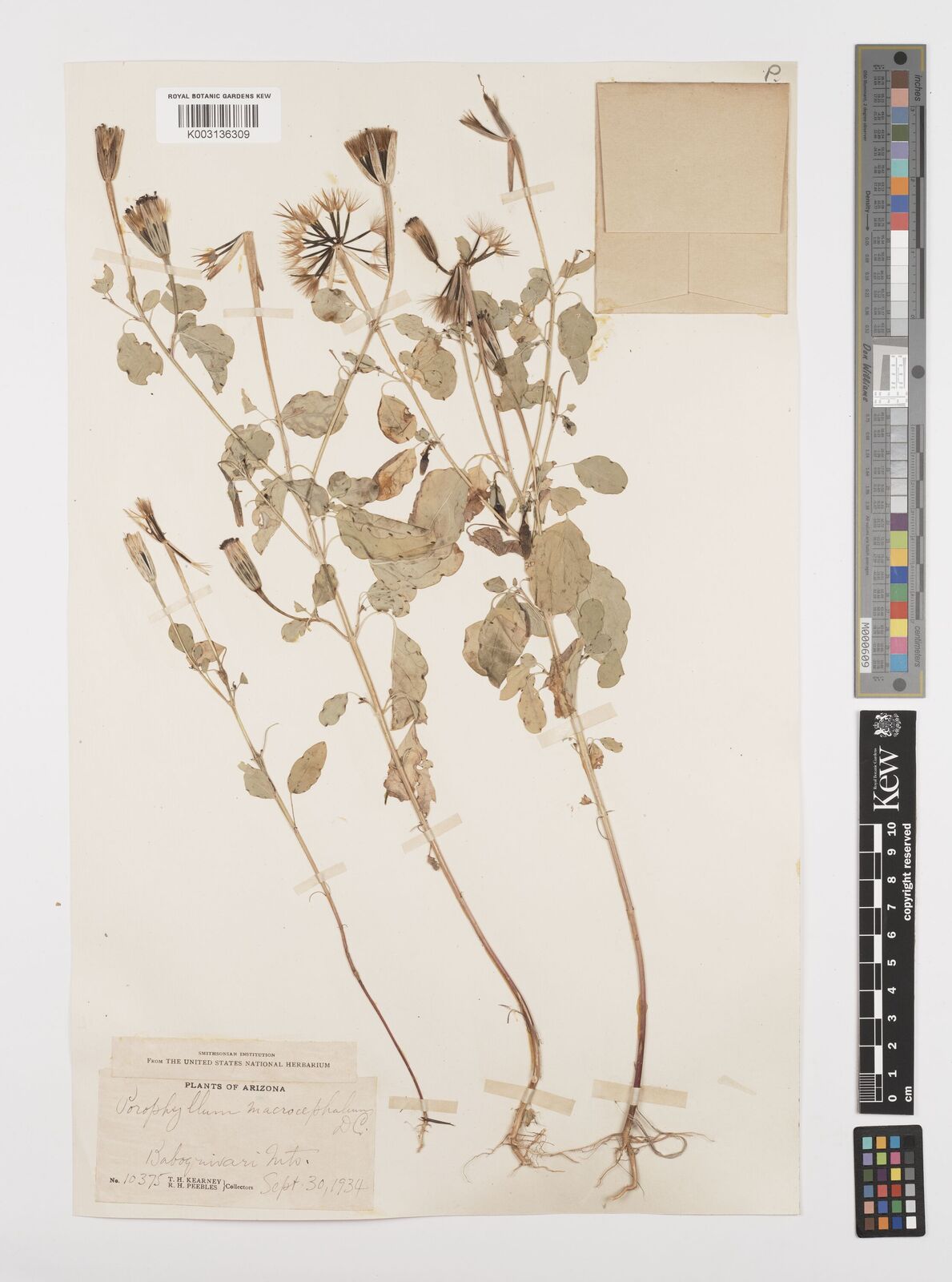Porophyllum ruderale var. macrocephalum (DC.) Cronquist | Plants of the ...