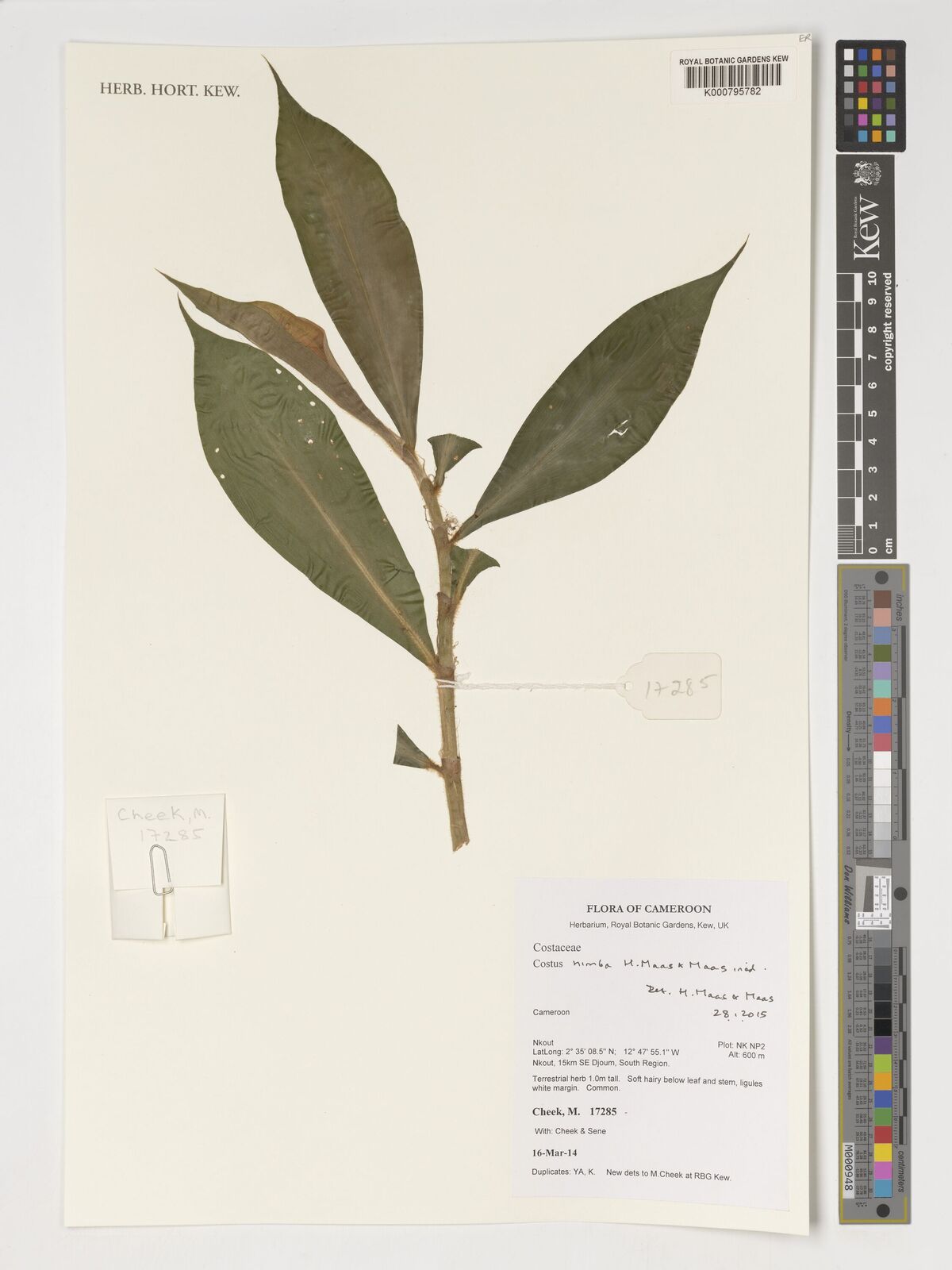 Costus nimba H.Maas & Maas | Plants of the World Online | Kew Science