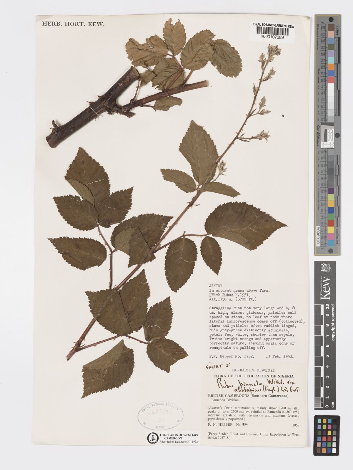 Rubus pinnatus Willd. | Plants of the World Online | Kew Science