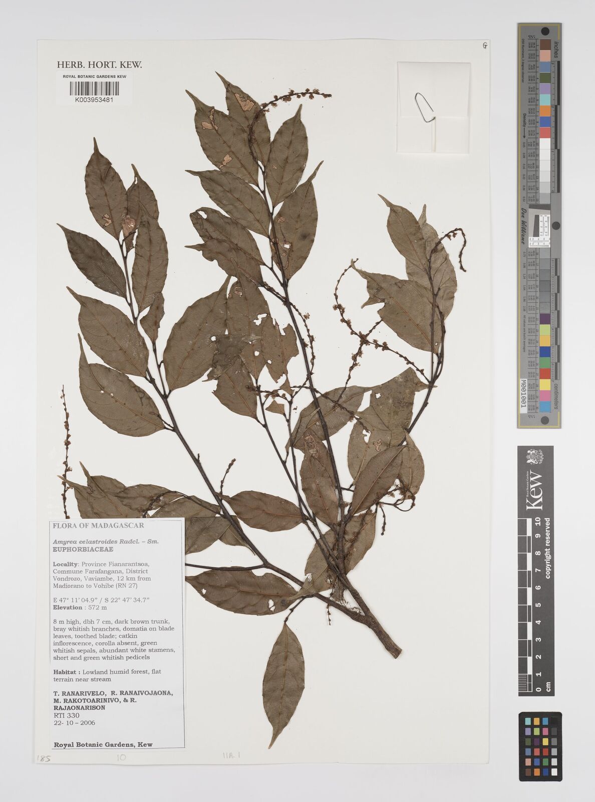 Amyrea Leandri | Plants of the World Online | Kew Science