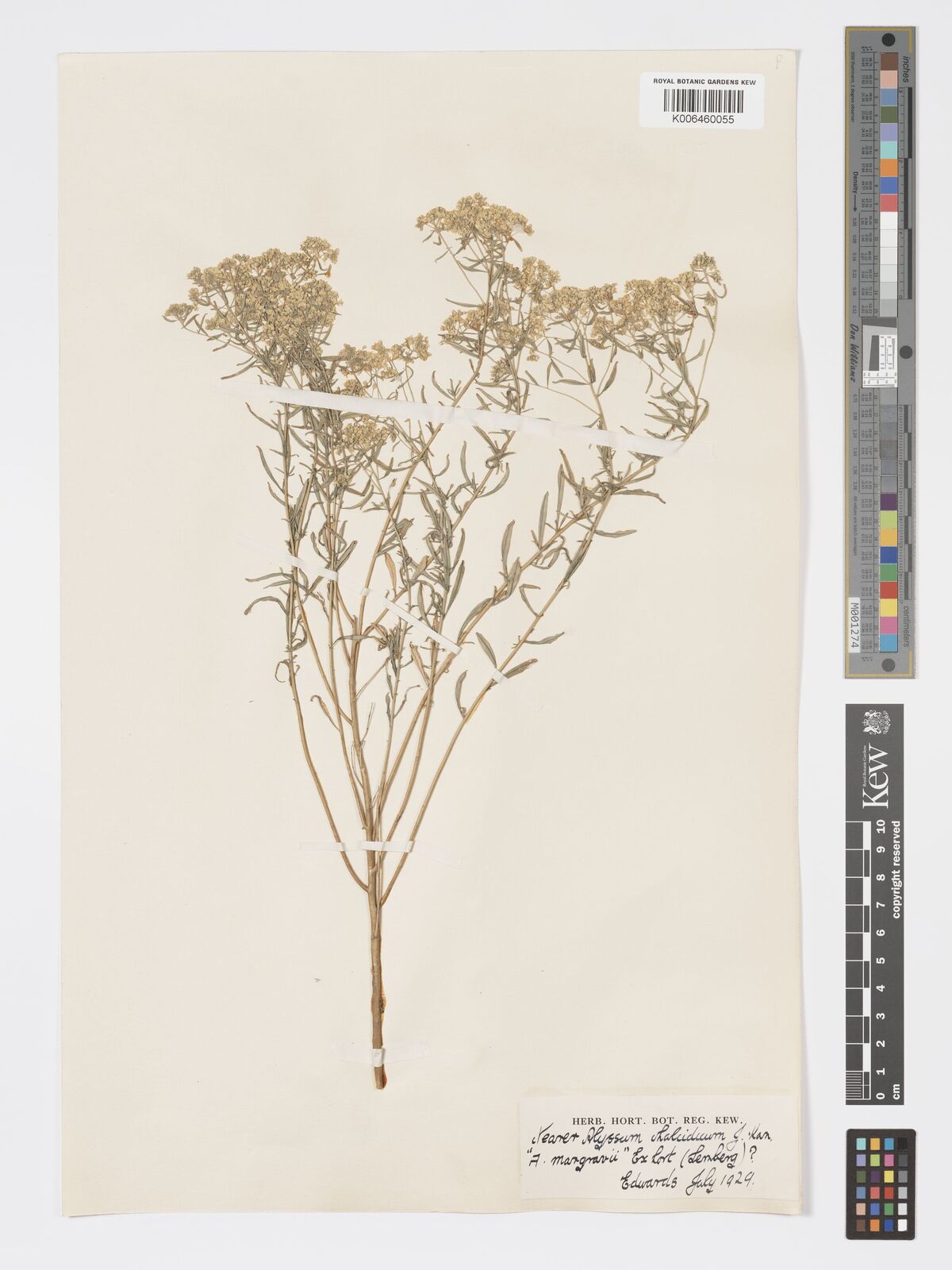 Odontarrhena chalcidica (Janka) Španiel, Al-Shehbaz, D.A.German ...