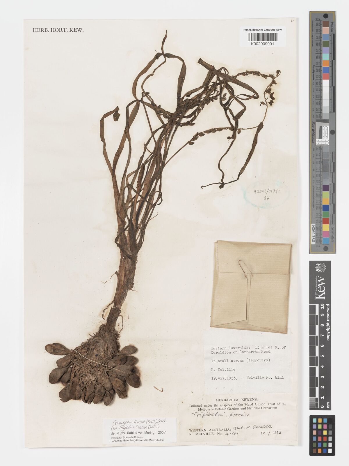 Cycnogeton linearis (Endl.) Sond. | Plants of the World Online | Kew ...