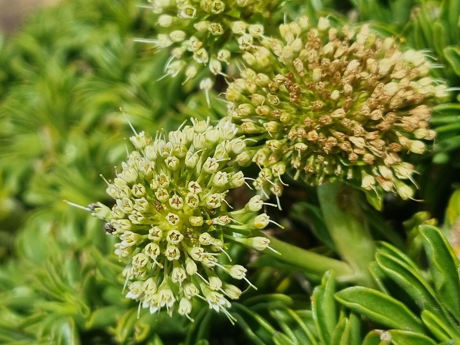 Gamocarpha alpina subsp. alpina | Plants of the World Online | Kew Science