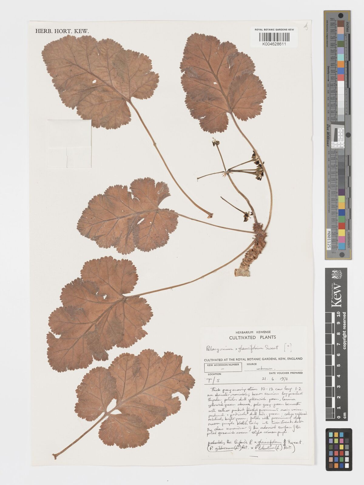Pelargonium × glauciifolium Sweet | Plants of the World Online | Kew ...