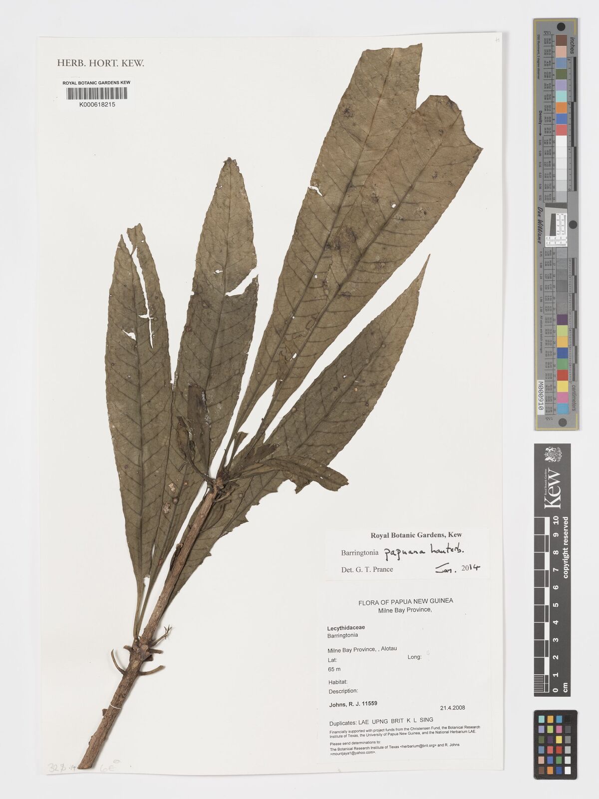 Barringtonia papuana Lauterb. | Plants of the World Online | Kew Science