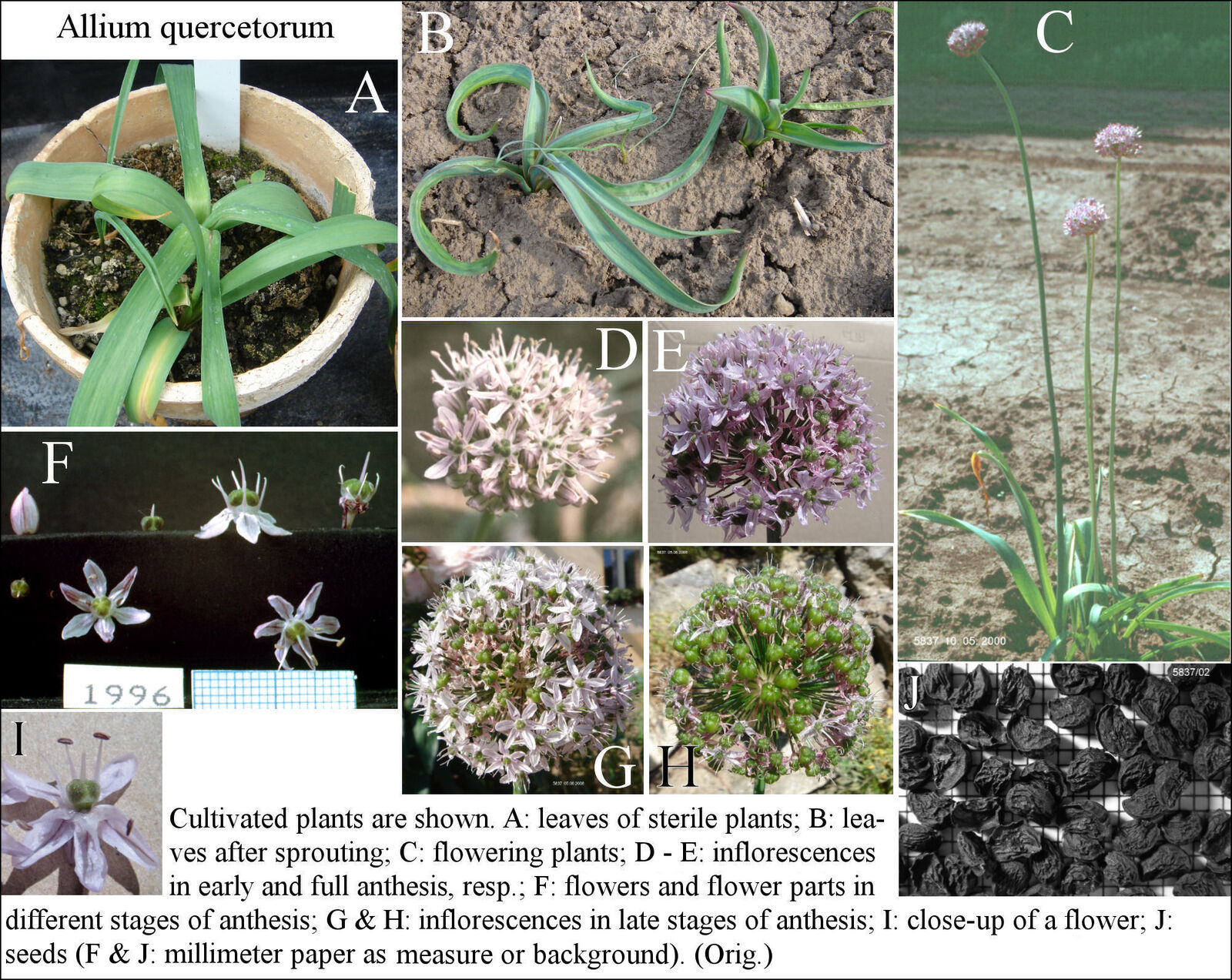 Allium quercetorum (Seregin) Seregin | Plants of the World Online | Kew ...