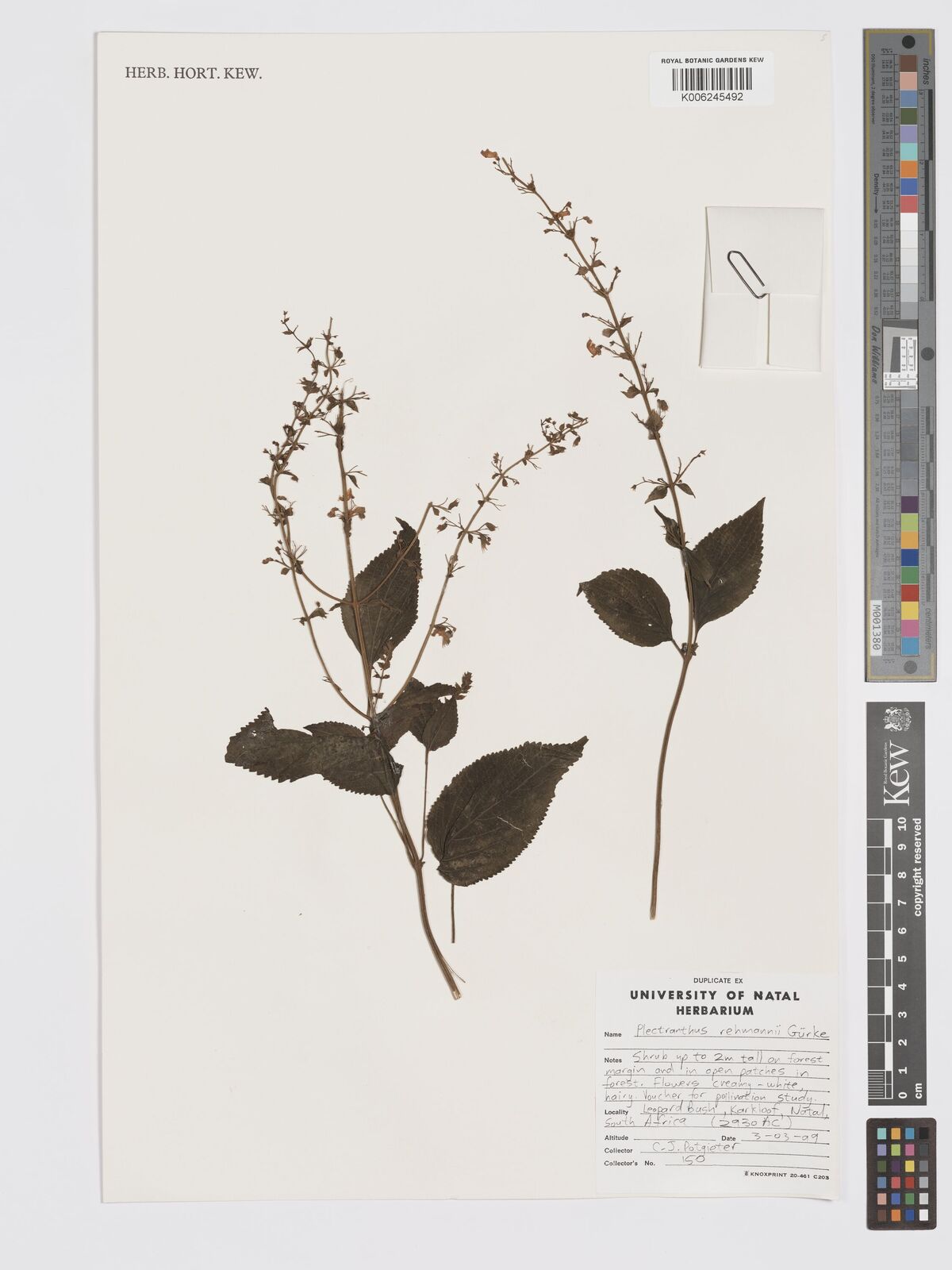 Coleus gibbosus A.J.Paton | Plants of the World Online | Kew Science