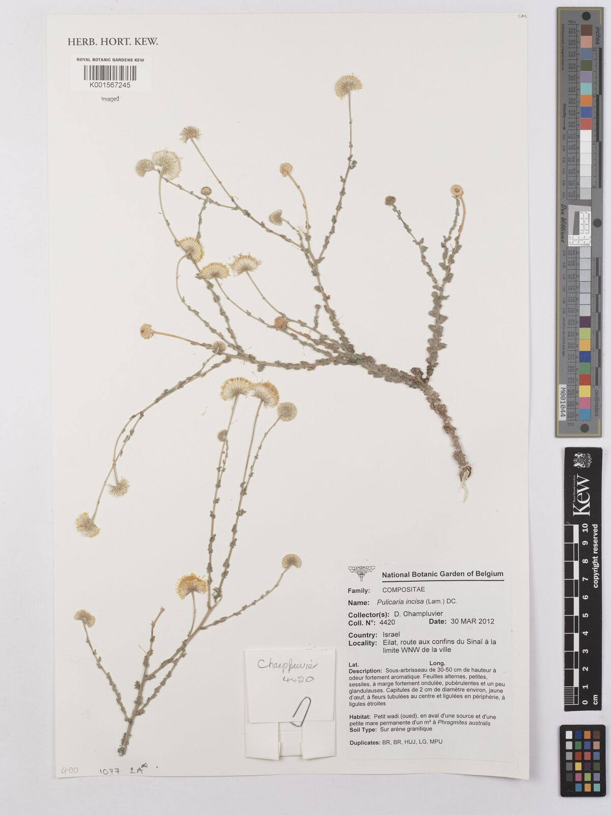 Pulicaria incisa (Lam.) DC. | Plants of the World Online | Kew Science