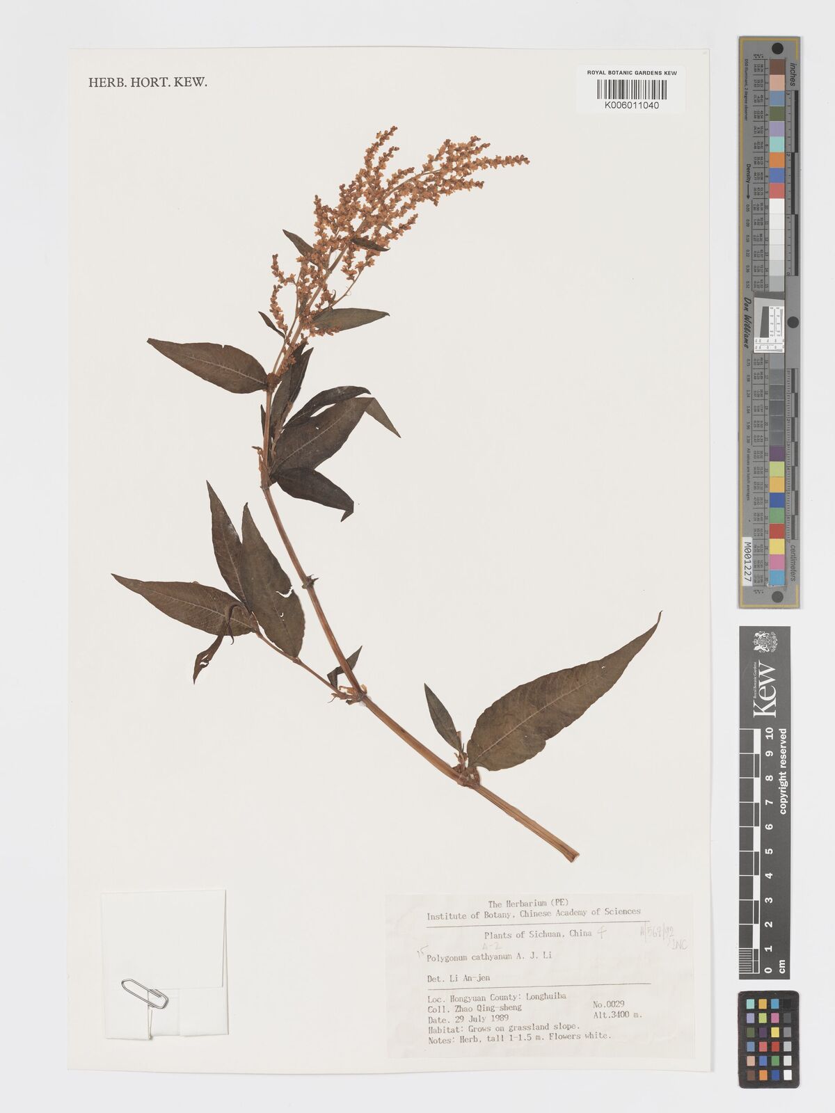Koenigia cathayana (A.J.Li) T.M.Schust. & Reveal | Plants of the World ...