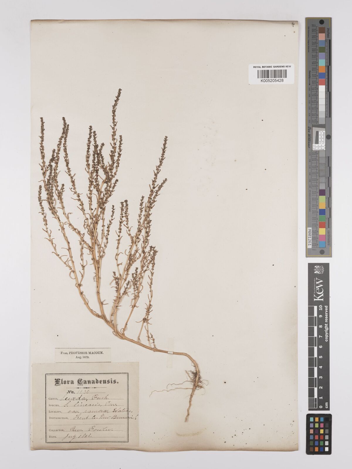 Suaeda linearis (Elliott) Moq. | Plants of the World Online | Kew Science