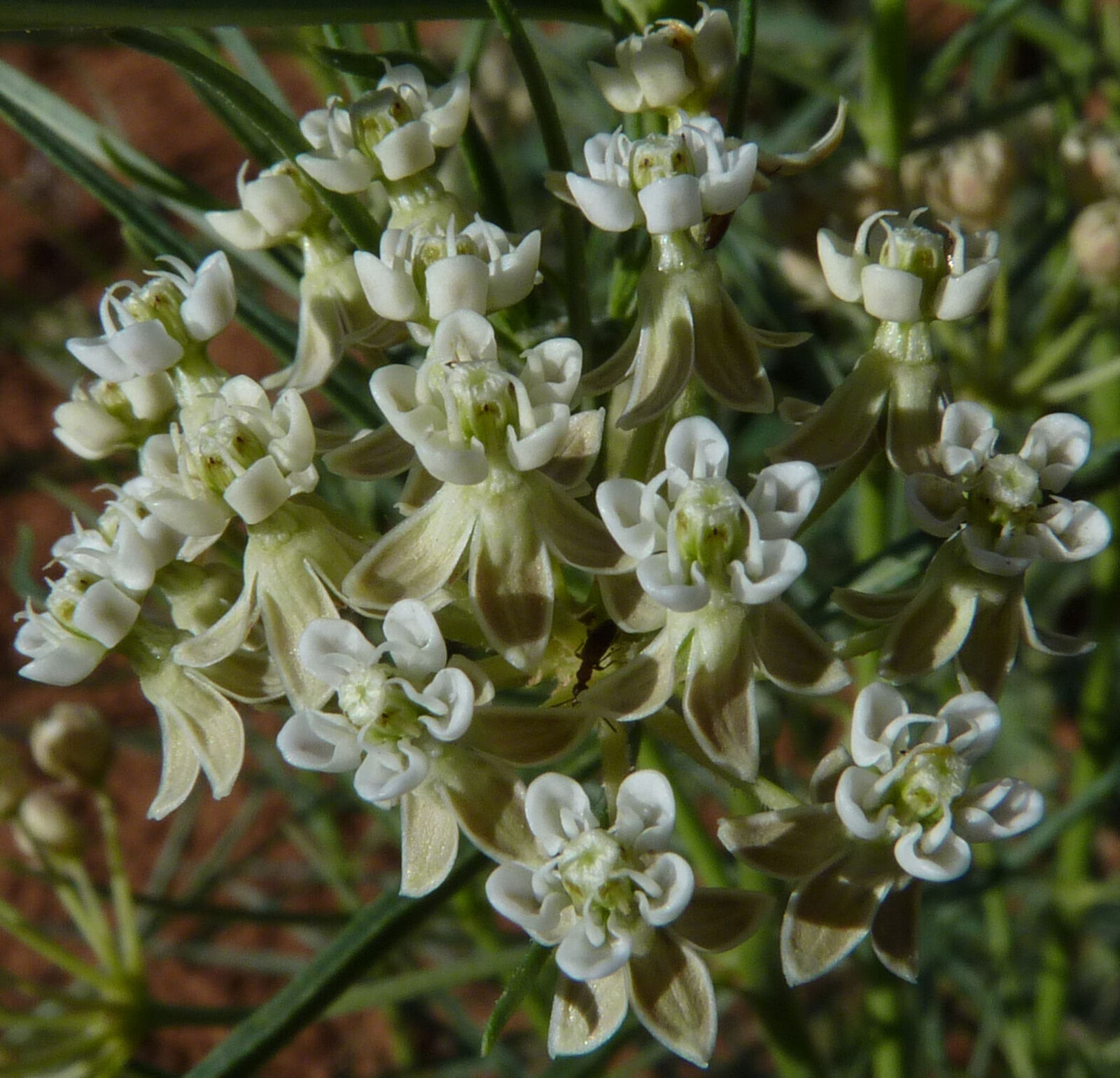 Asclepias subverticillata (A.Gray) Vail | Plants of the World Online ...