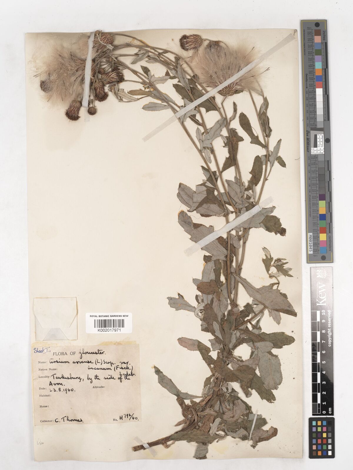 Cirsium arvense var. vestitum Wimm. & Grab. | Plants of the World ...