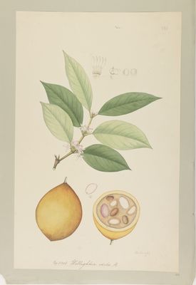 Willughbeia edulis Roxb. | Plants of the World Online | Kew Science