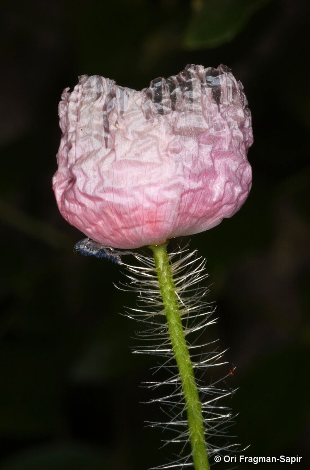 Papaver somniferum subsp. setigerum (DC.) Arcang. | Plants of the World ...