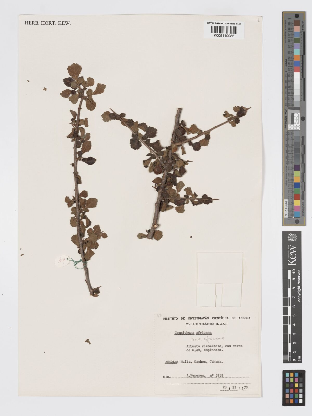 Commiphora africana var. africana | Plants of the World Online | Kew ...