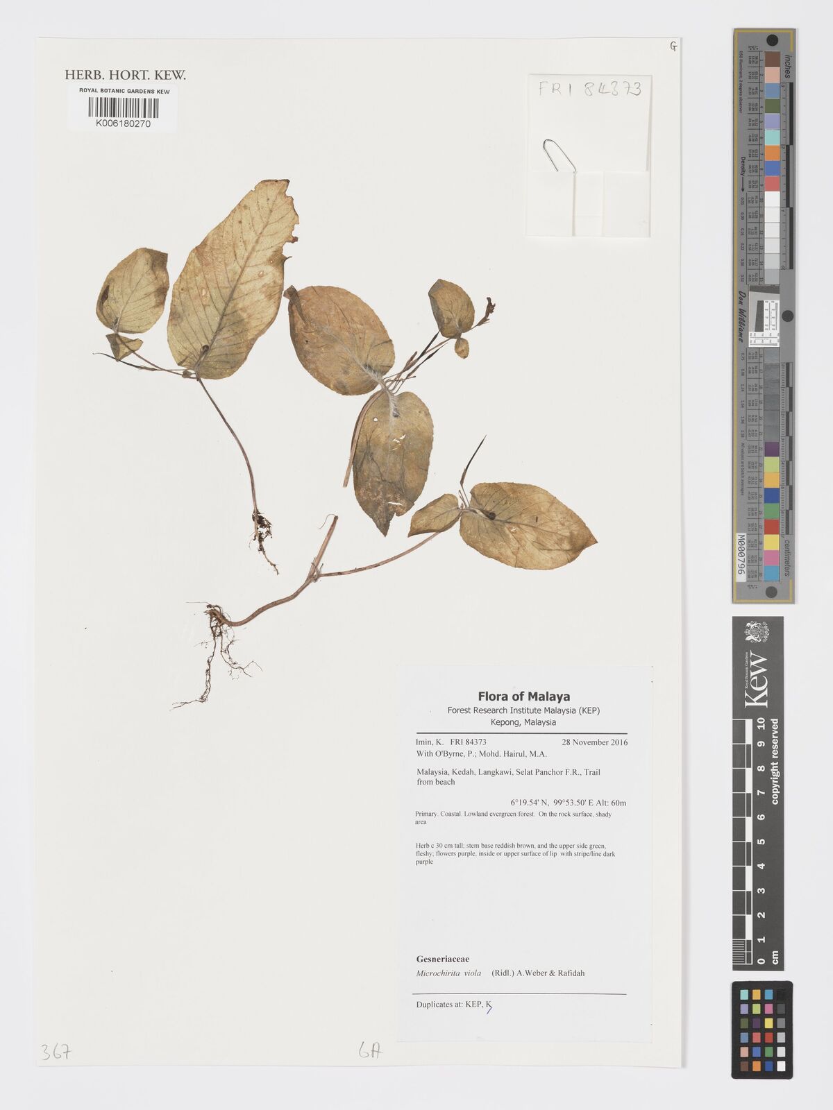 Microchirita (C.B.Clarke) Yin Z.Wang | Plants of the World Online | Kew ...